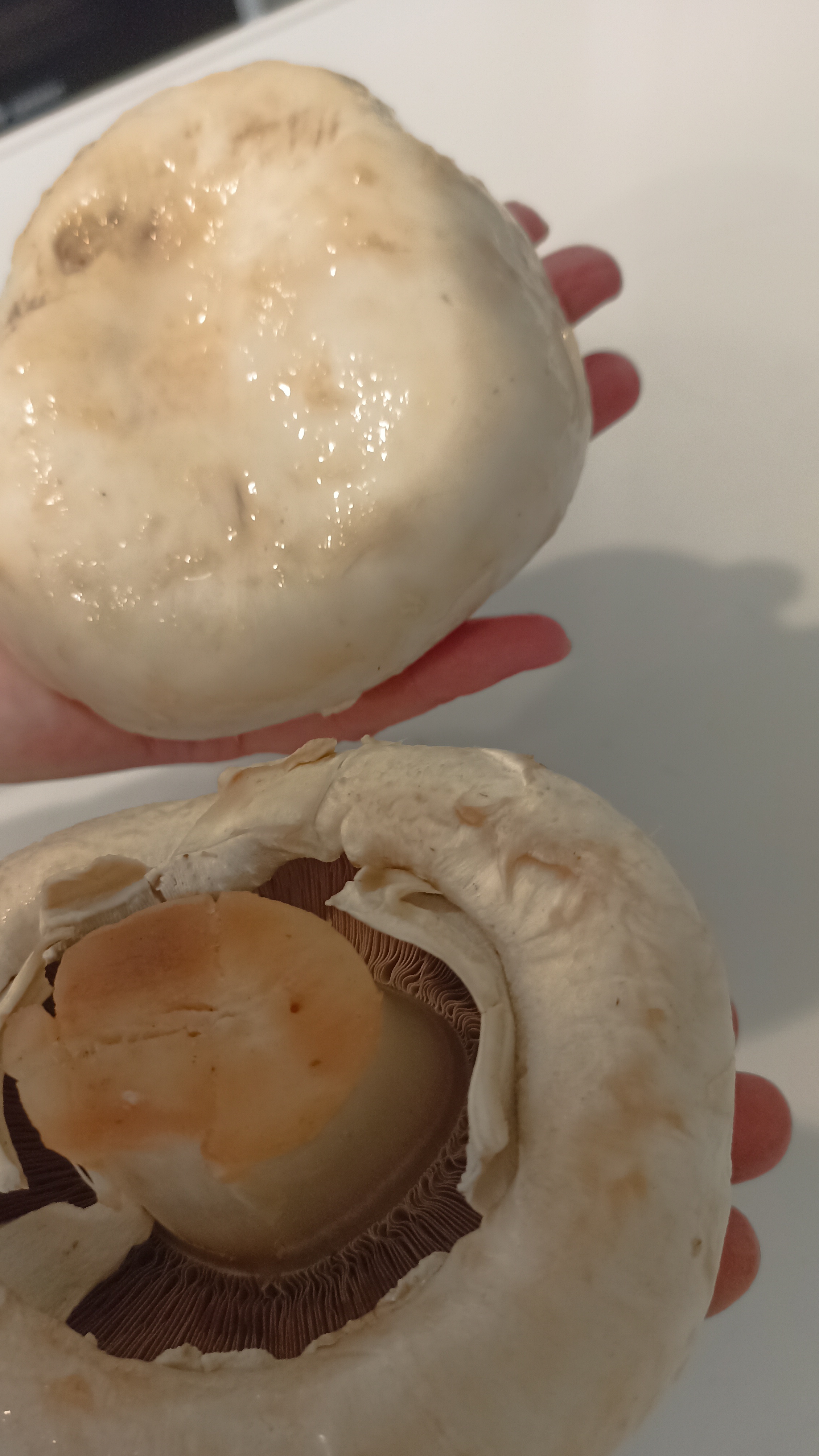 Шампиньоны