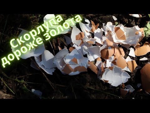 Яичная скорлупа на вес золота! Полезные способы применения.mp4