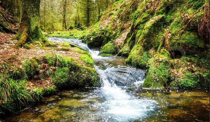 Журчание воды и пение диких птиц. Звуки природы - Капли воды ✦ Пение Птиц ✦ Relaxing