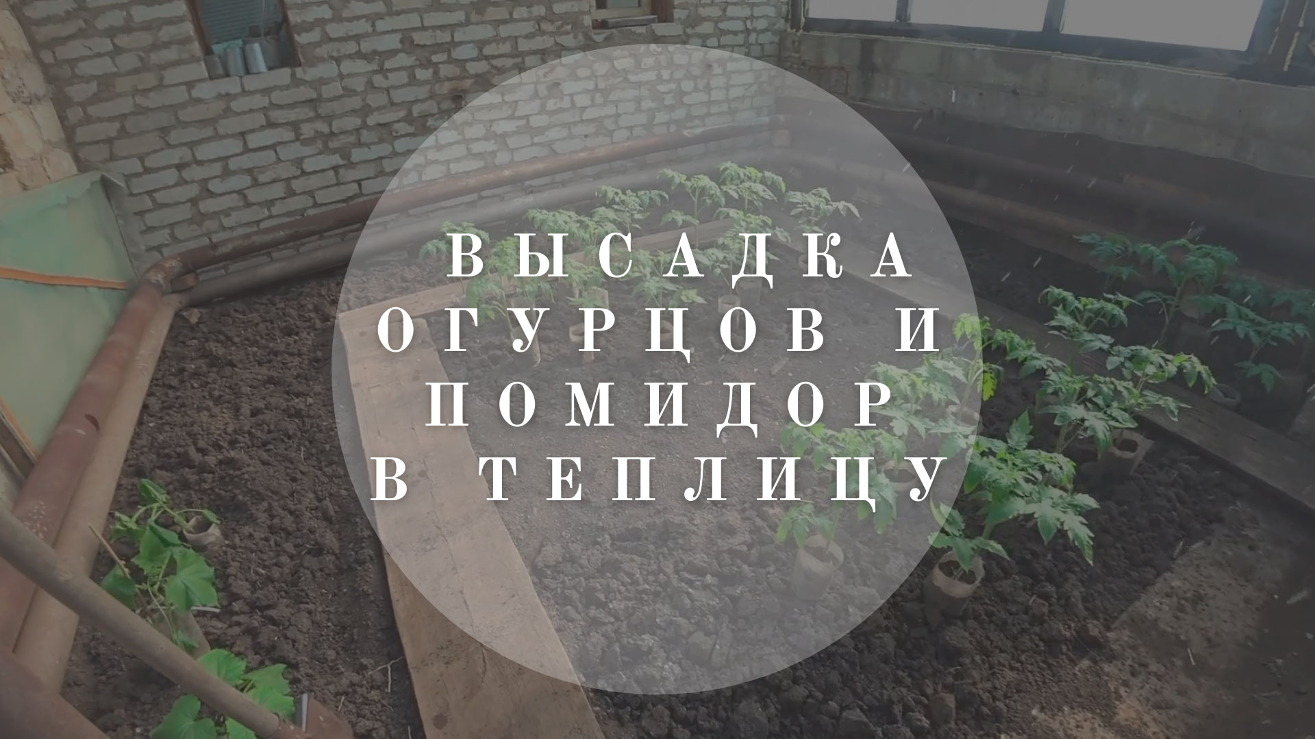 Высаживаем, подвязываем помидоры и огурцы в теплице. Высадка рассады в теплице. В гостях у Владимира