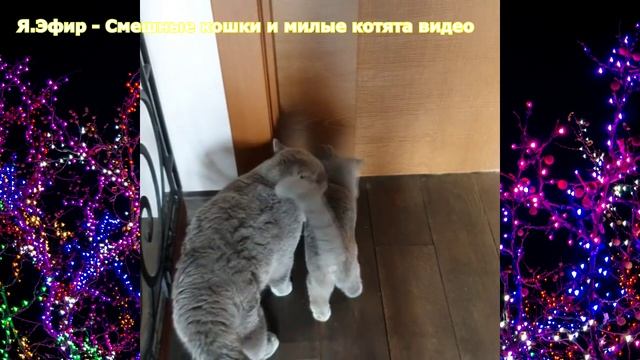 видео новинки про животных приколы, бесплатные видео приколы про животных, ютуб видео бесплатно