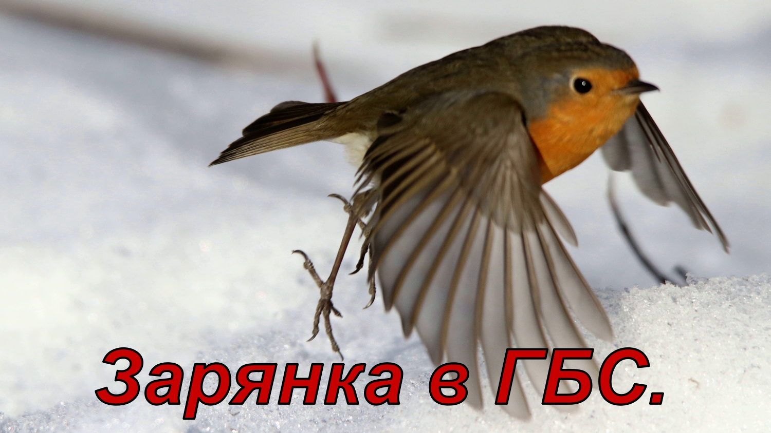 Заряночка из ГБС..mov