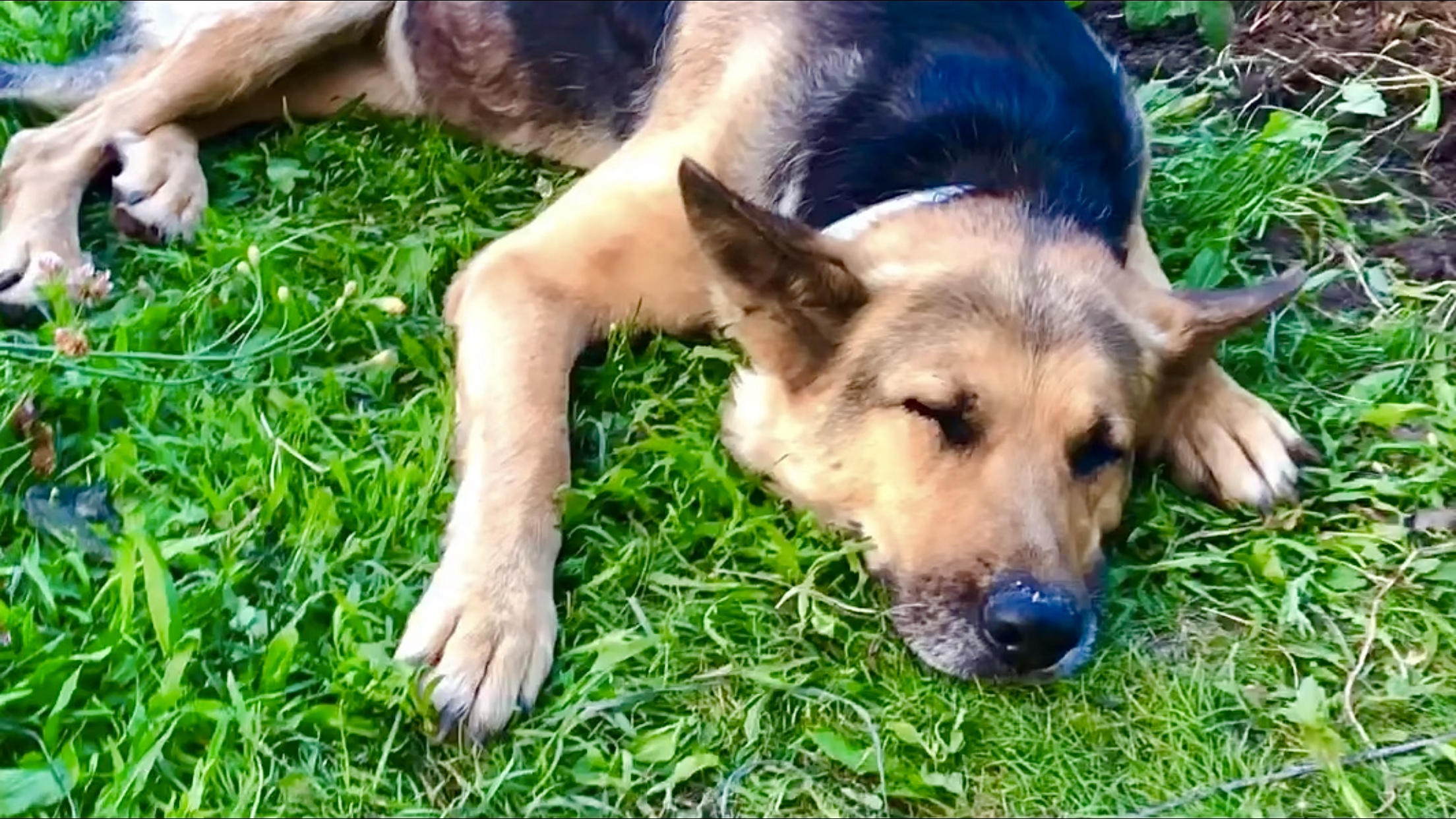 Когда Овчарка реально устала - никто и ничто не помешают ей спать