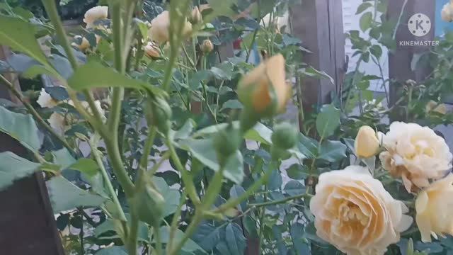 Цветение и увядания роз. Обзор парка 16.06.22.