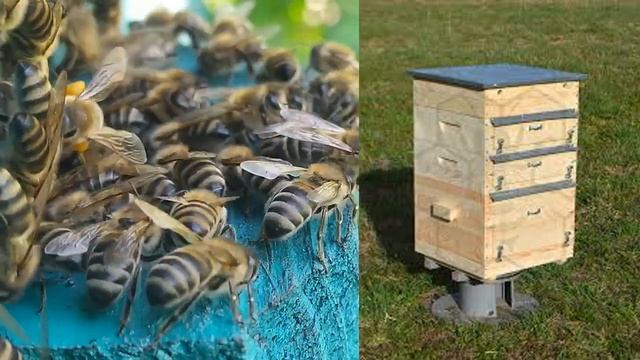 Только в таком улье пчёлы принесут мёд. Какой эквивалент дадановской рамки нужен пчёлам..mp4