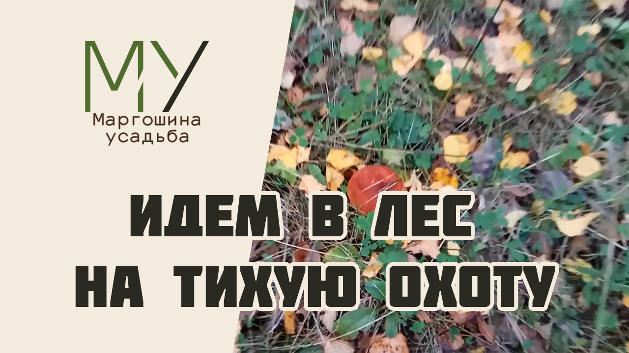 Снова идем в лес на тихую охоту