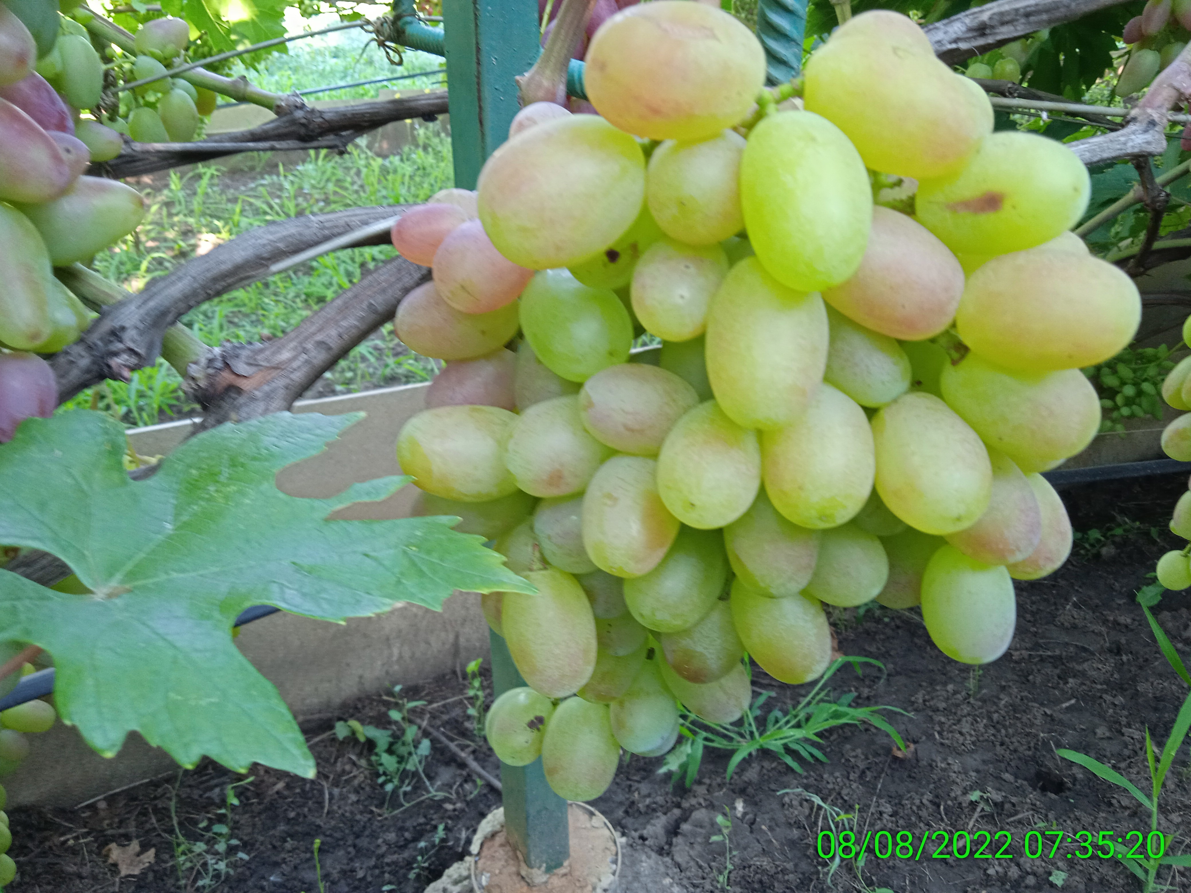Виноградник 8 08 22г  начало созревания ягоды