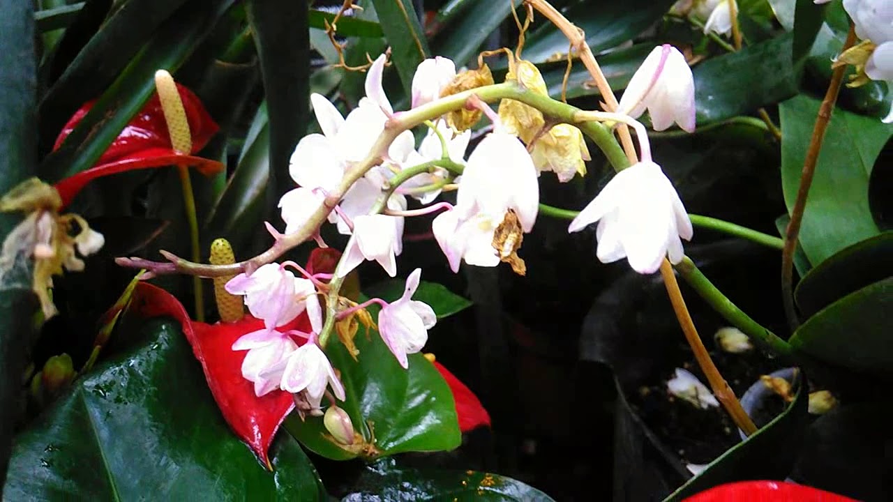 Футаж для видео монтажа  Цветы 07