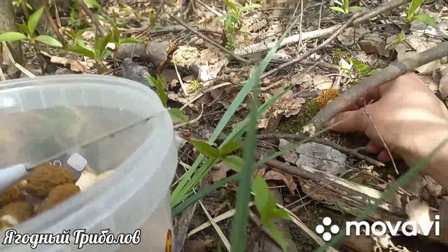 ❗Весенний грибной сезон продолжается 🍄 собираем сморчковую шапочку❗ 10.04.2024 г. Курская область❗