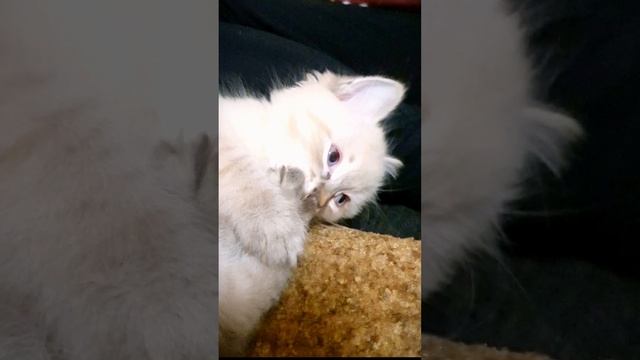 Мяу! Умываться надо не спеша. ?
#shorts #кокос #котики