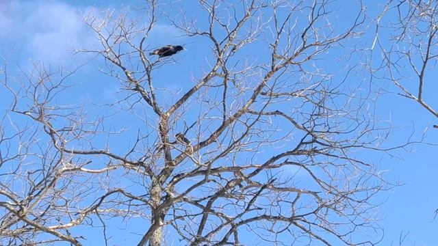 Кижи. Птицы. Весна