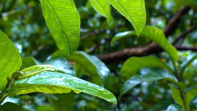 3 Hours Jungel South America Звуки природы, пение птиц, для релаксации, cна, мед