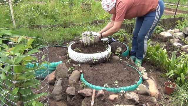 ДОШЛА ОЧЕРЕДЬ ДО ПЕТУНИЙ