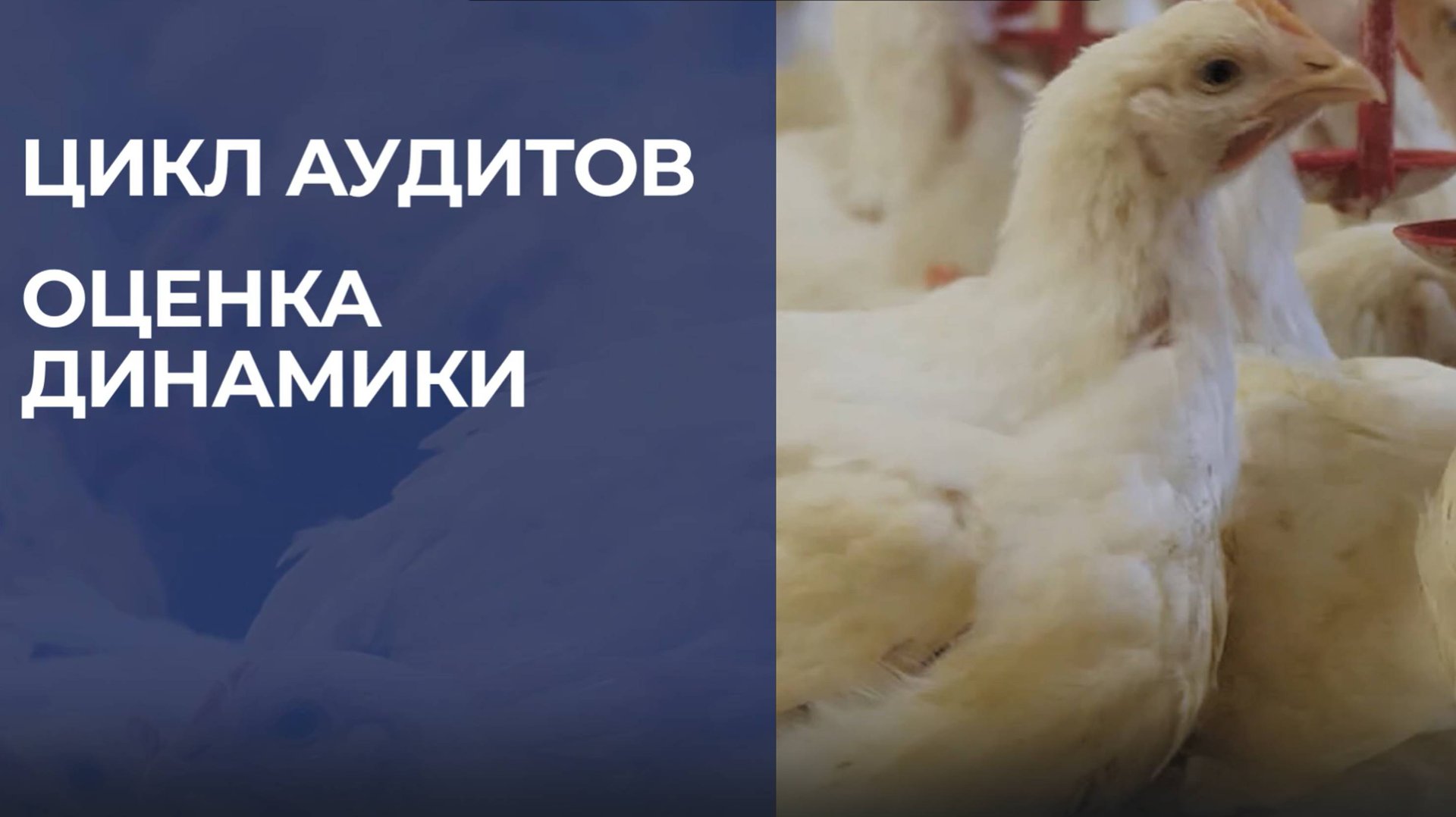 Комплексная профилактика кокцидиоза в птицеводстве от ГК ВИК. Промышленный опыт