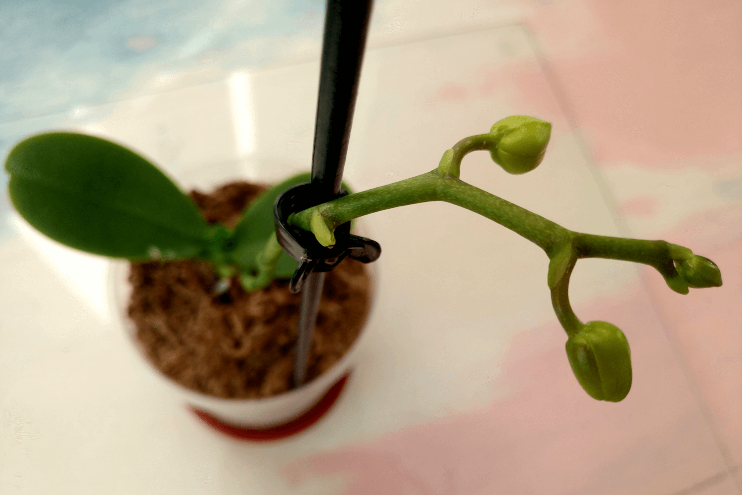 Когда зацветают детки орхидеи фаленопсиса? Правильная пересадка детки фаленопсиса