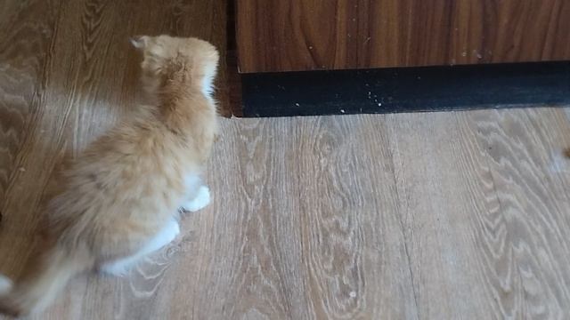 Новая игрушка)