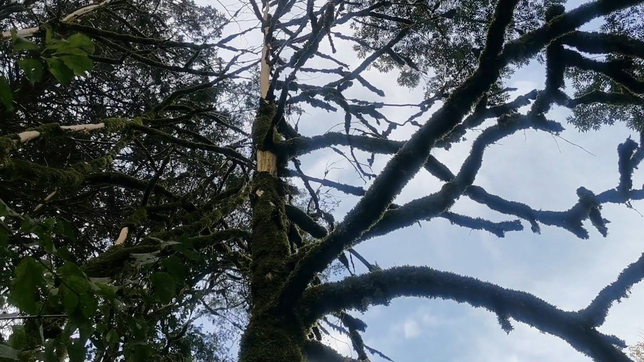 Москва - Сочи 2021. Часть 4: Тисо-самшитовая роща (полный круг)