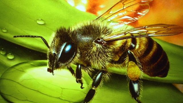 Апитерапия ?