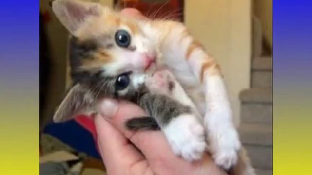 Кошачий вальс.mp4