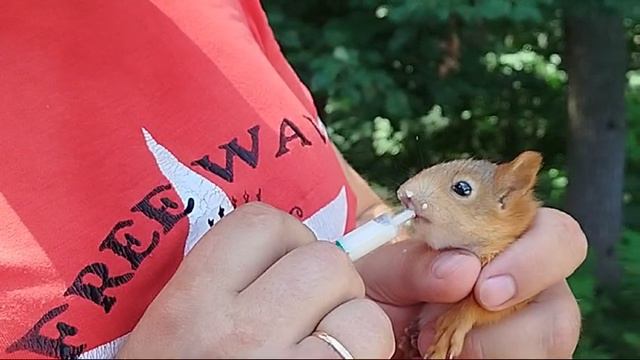 Кормим бельчонка козьим молоком