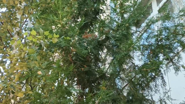 БЕЛОЧКА НА ДЕРЕВЕ В НАШЕМ ДВОРЕ