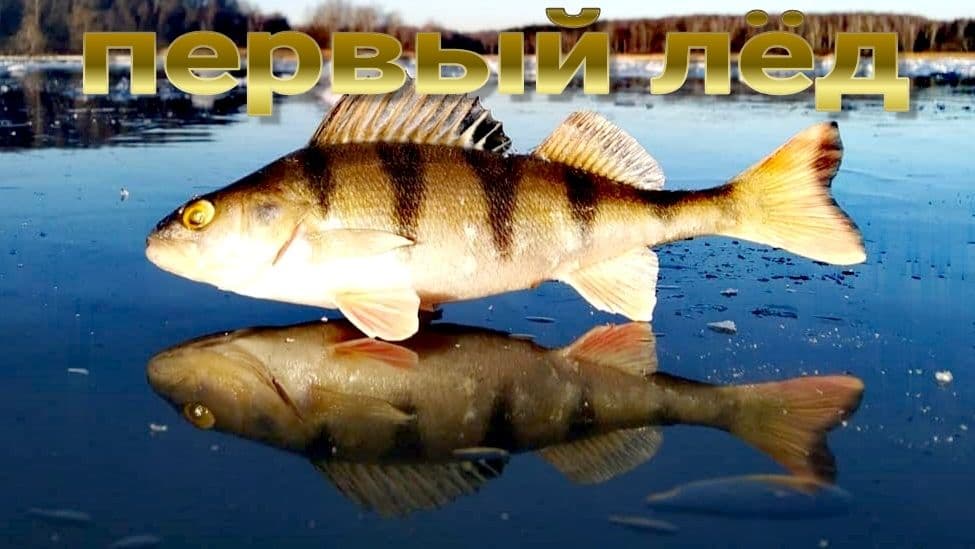 Окунь зимой рыбалка на озере Волоярви , первый лёд , Perch in winter fishing on Lake Voloyarvi