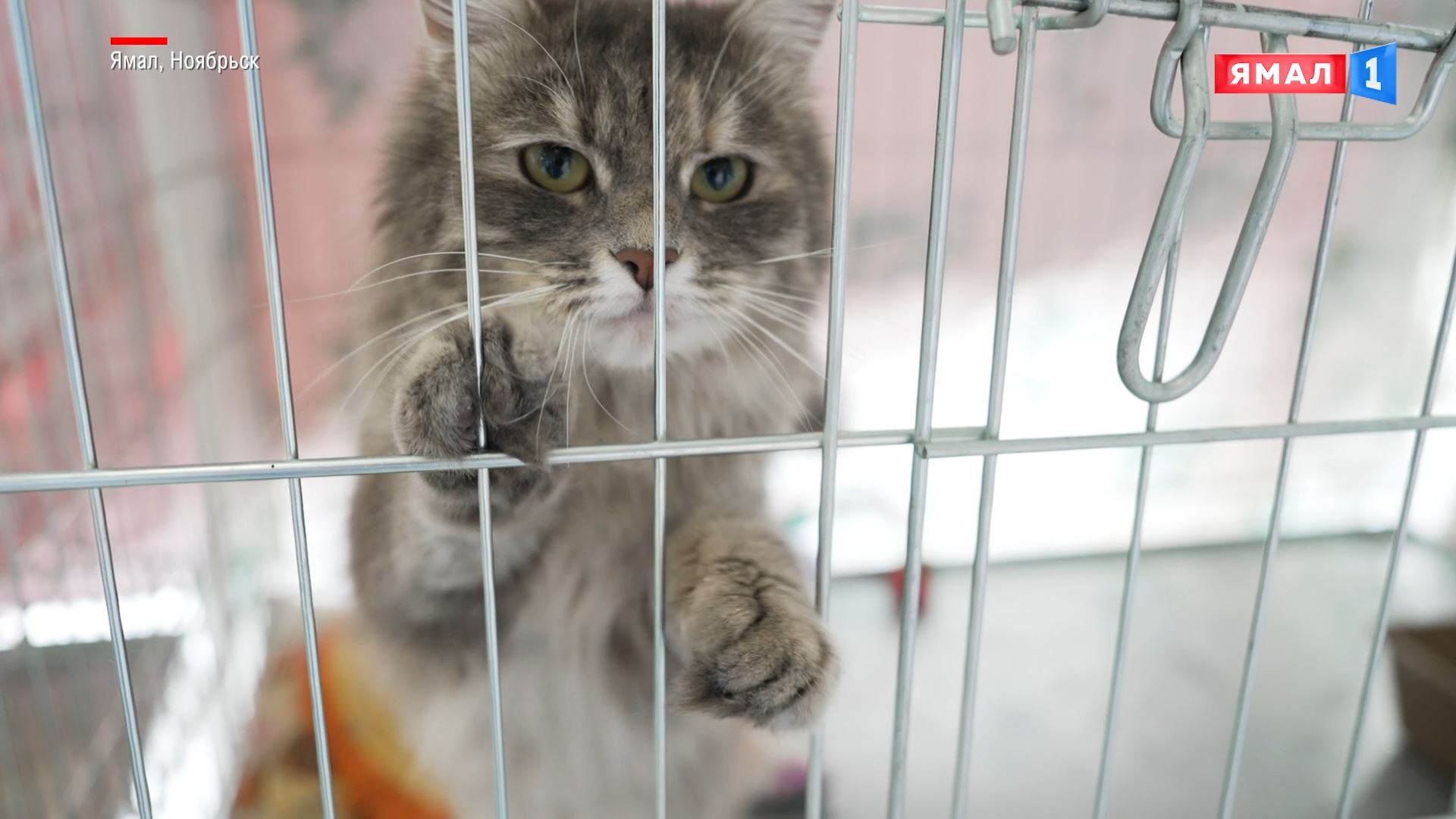 Миссия выполнима: забота о бездомных животных на Ямале