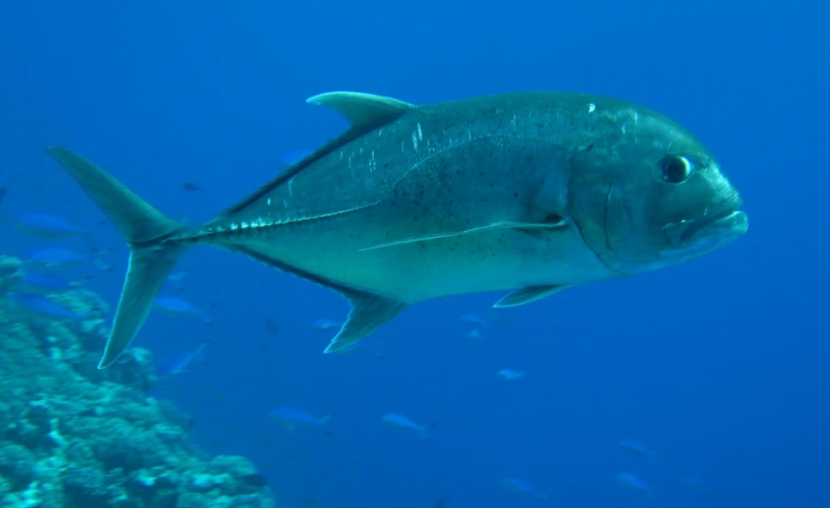 215.Норвежский тунец. Bear.mp4