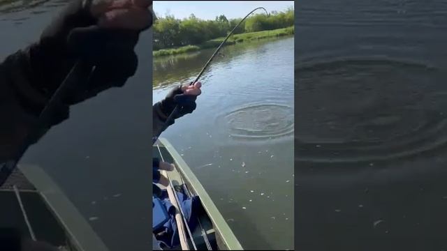 Ловля кунджи на воблер 80 мм (13 гр) от Mr. Musurok