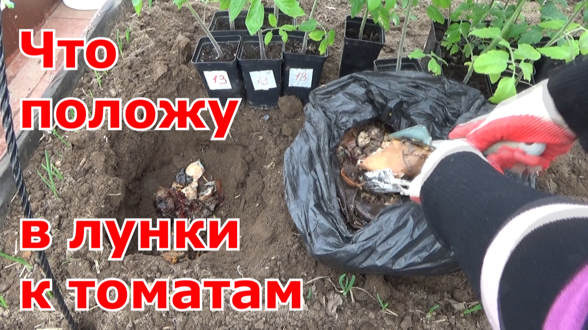 Что положу в лунку к томатам в этом году.