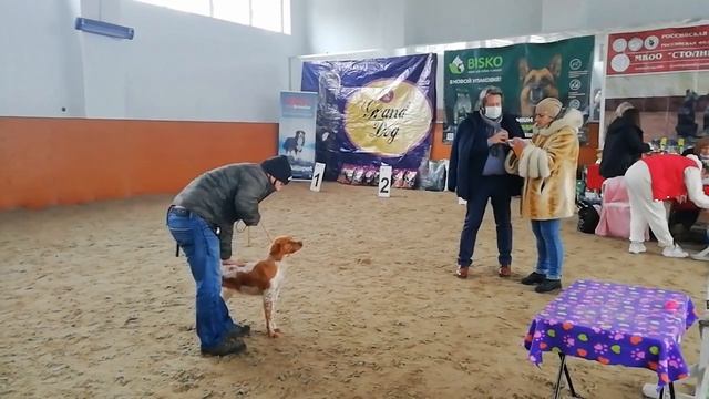 21-02-21 Выставка собак РКФ САС ЧФ РФСС "ЗИМНИЙ ВАЛЬС", Ринг легавых - Бретонский Эпаньоль, п.Аглос.
