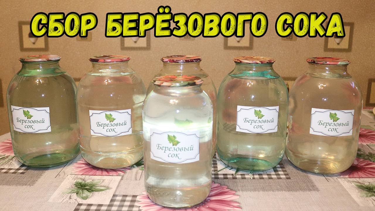 Собираем Берёзовый сок... Заготовка берёзового сока