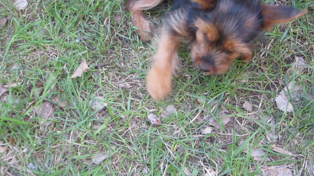 Люлюська и майский жук