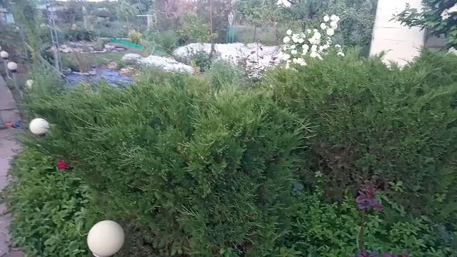 Обзор хвойных растений моего парка. Часть первая.