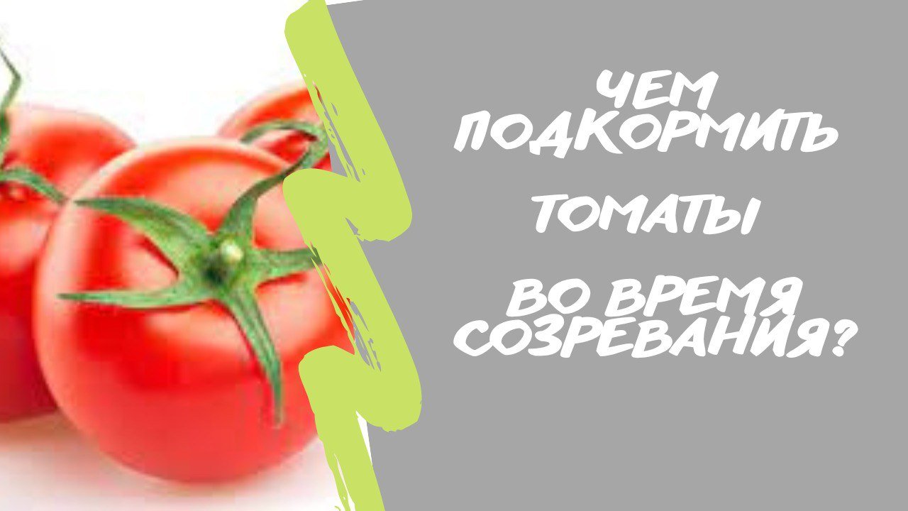 Чем подкормить томаты? во время созревания??