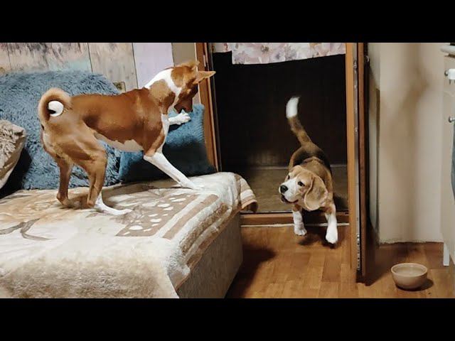 Вечерний рык и тыгыдык. Буля, Лео и Фокс