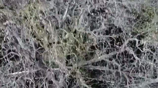 Ялта-21. 9 серия. Платан