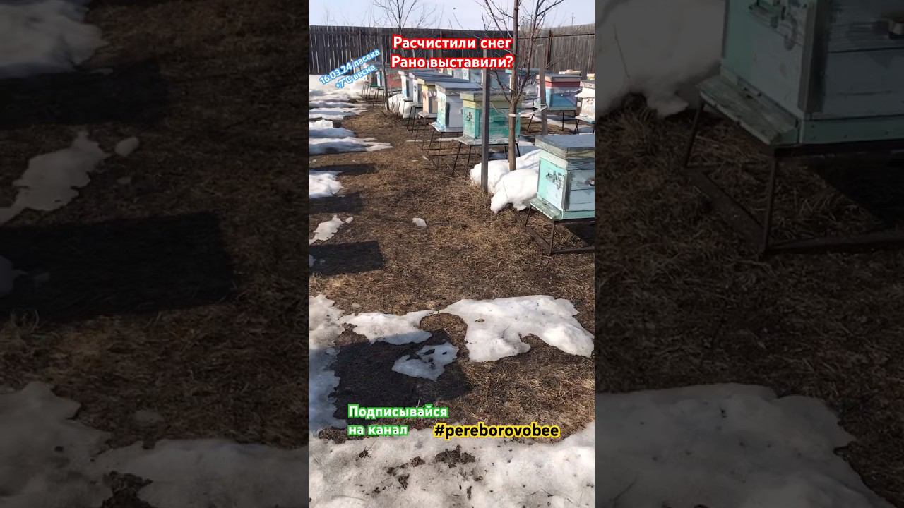 Рановато ☀️ выставил? | ПЧЕЛОВОДСТВО #pereborovobee #пчеловодство #матковод #пасека #весна #матковод