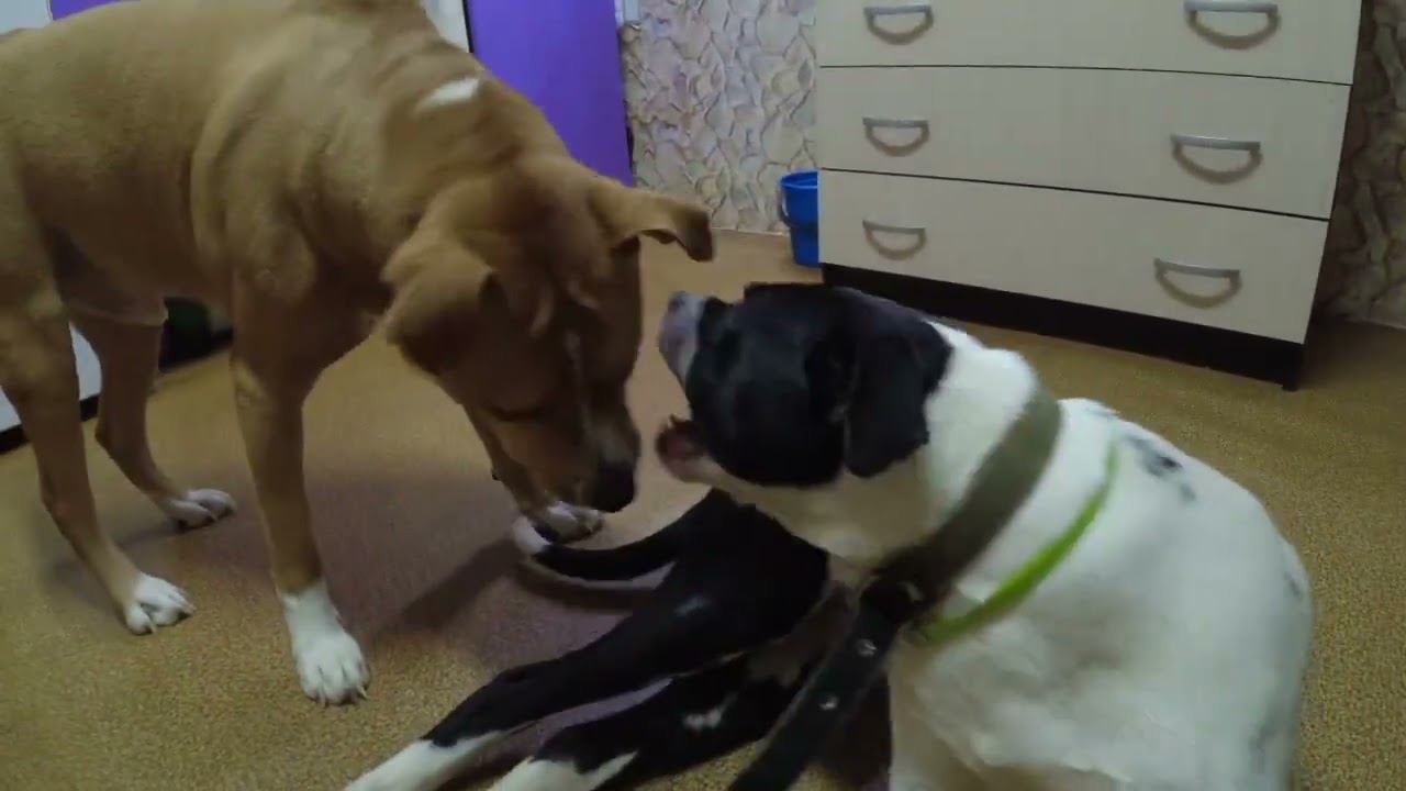 Хвостики выясняют отношения)))