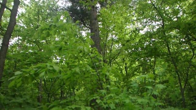 Ориентирование в уссурийской тайге (пример 2)