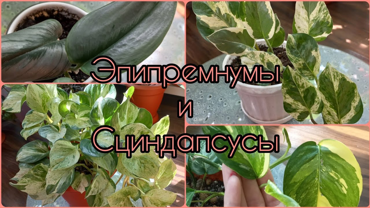 Эпипремнум?Сциндапсус?Обзор?Уход?Содержание?Особенности сортов?Мунлайт?Пиннатум?Неон?Марбл