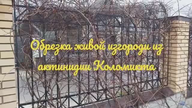 Живая изгородь из актинидии Коломикта. Осенняя обрезка. Подмосковье, ноябрь 2021
