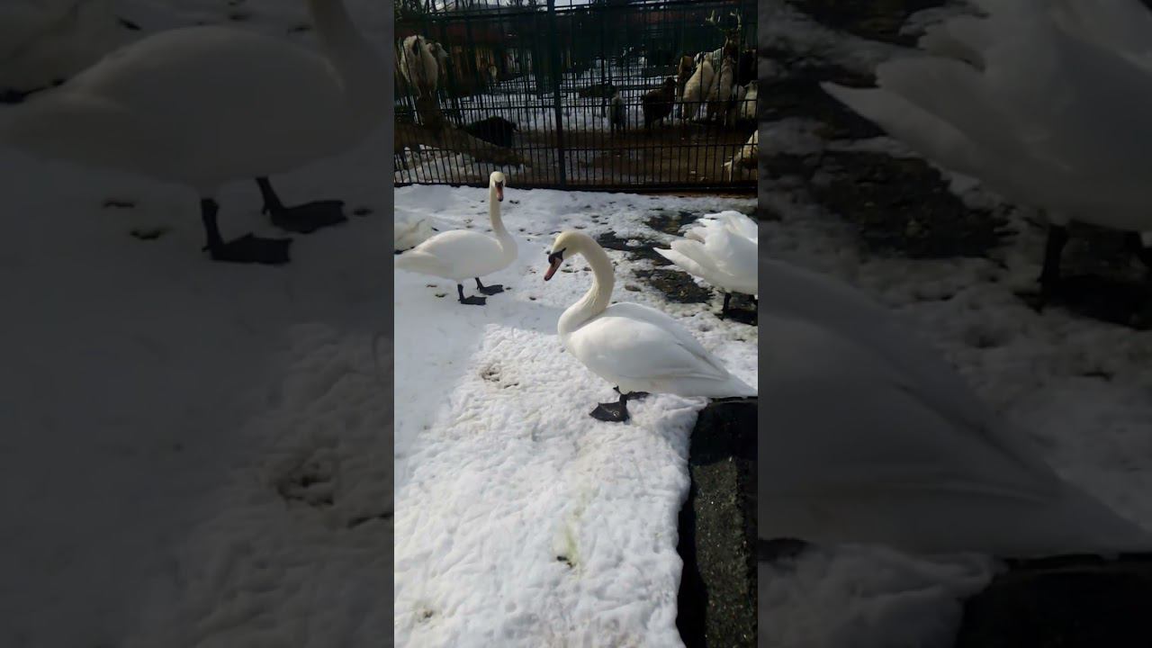 Белые лебеди на снегу