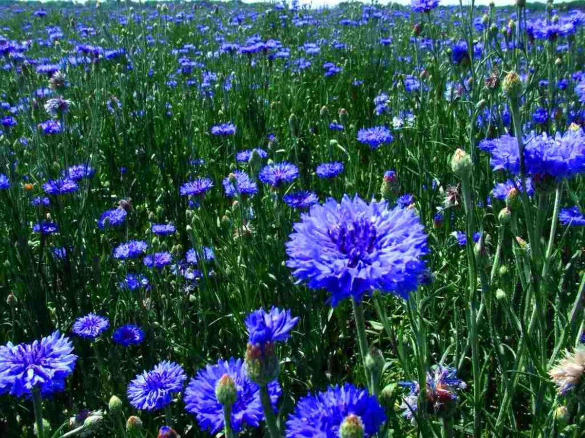 Голубые глаза васильков.mp4