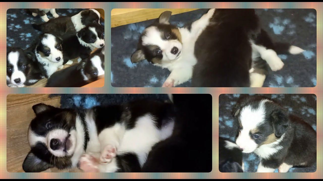 Щенки вельш корги кардигана, 1 месяц от роду / Welsh corgi cardigan puppies, 1 month old