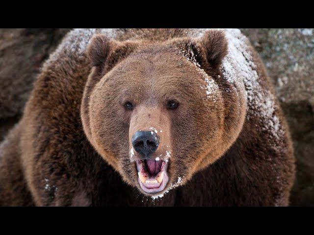 Атака медведя в г.Нижневартовск. Вышел погулять.