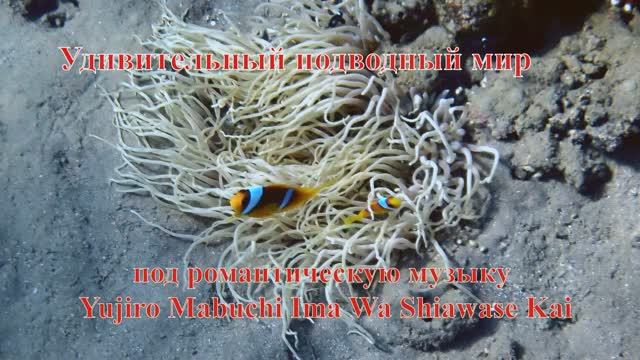 Удивительный подводный мир Амфиприон двуполосный Клоун под музыку Yujiro Mabuchi Ima Wa Shiawase Kai