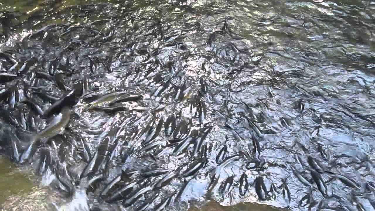 Много голодных карпов!