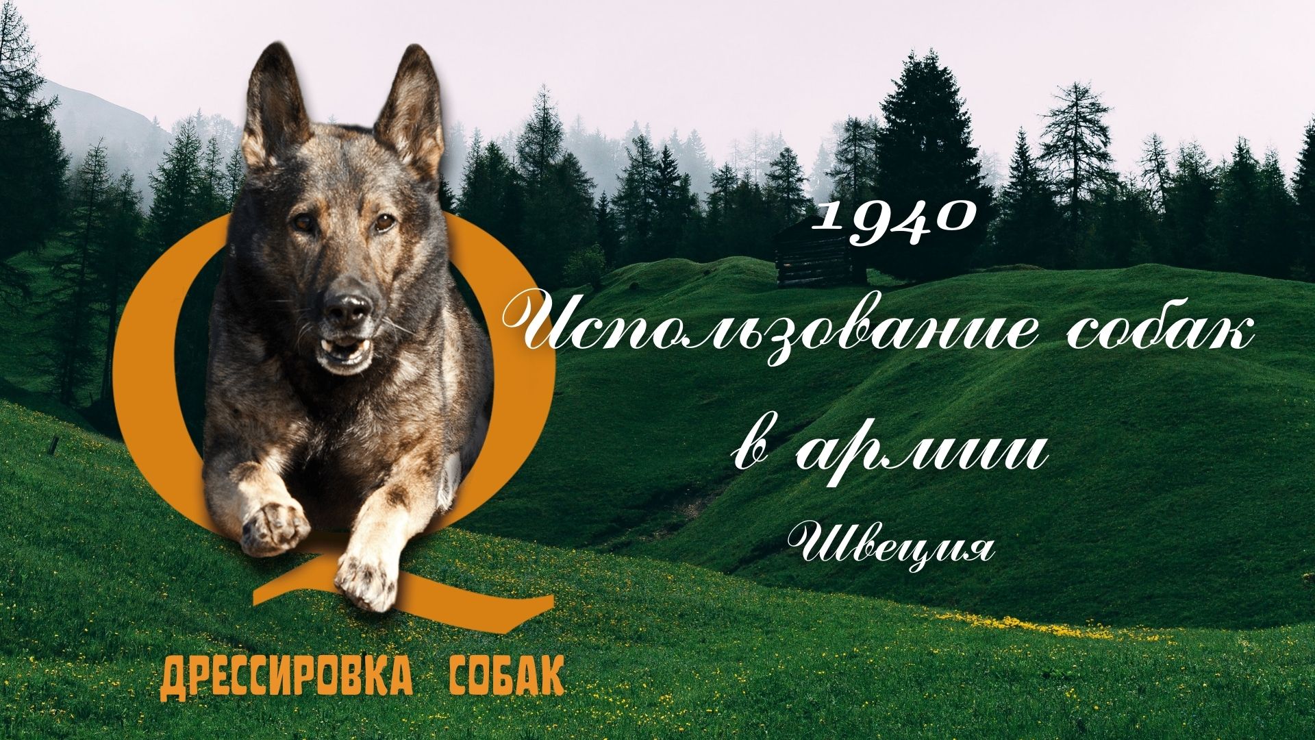 1940 Использование собак в армии (Швеция)