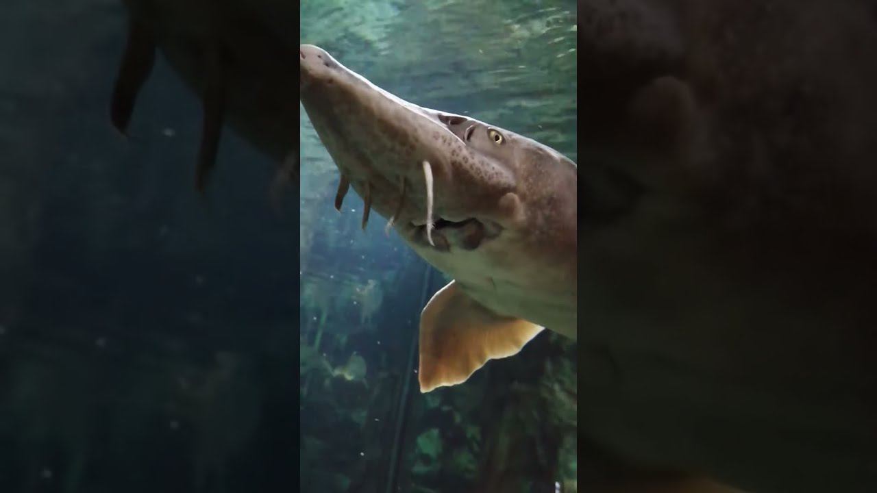 Подводная съемка Осетр Акула Скат Мурена  и другие